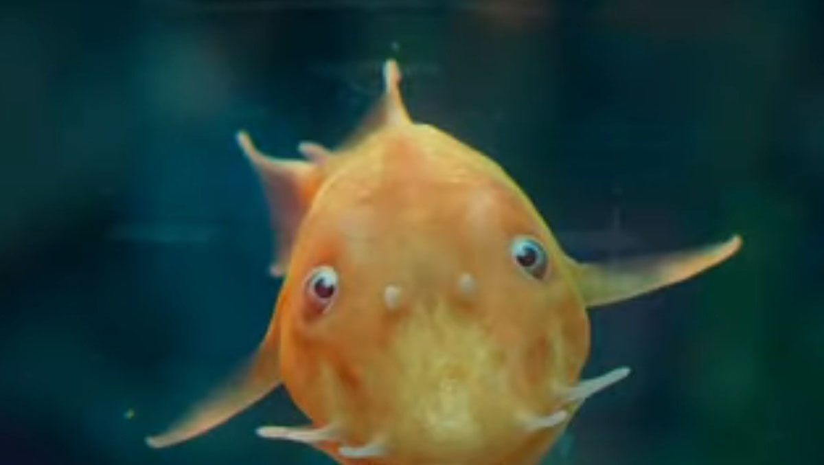 Samsung-Galaxy-Spot: Der Fisch schwimmt am Ziel vorbei | W&V