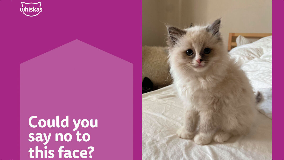 Die Katze im Sack? Whiskas-Kampagne will Katzenhasser überzeugen | W&V