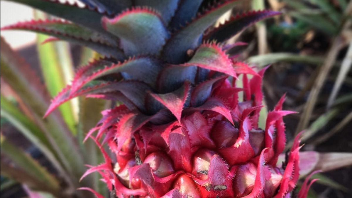 Ananas in Millennial Pink | W&V