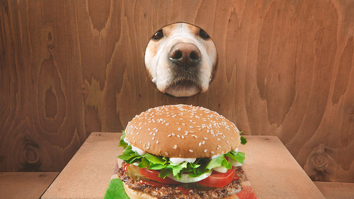 Burger King trainiert den Whopper Dog | W&V